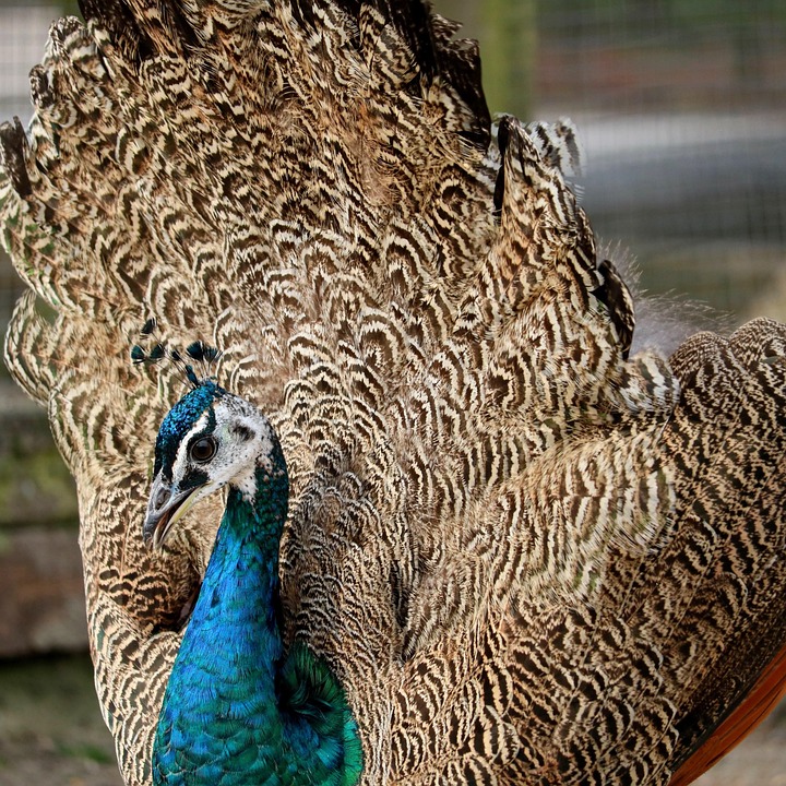 Bird Animal Feather - Free photo on Pixabay - Pixabay