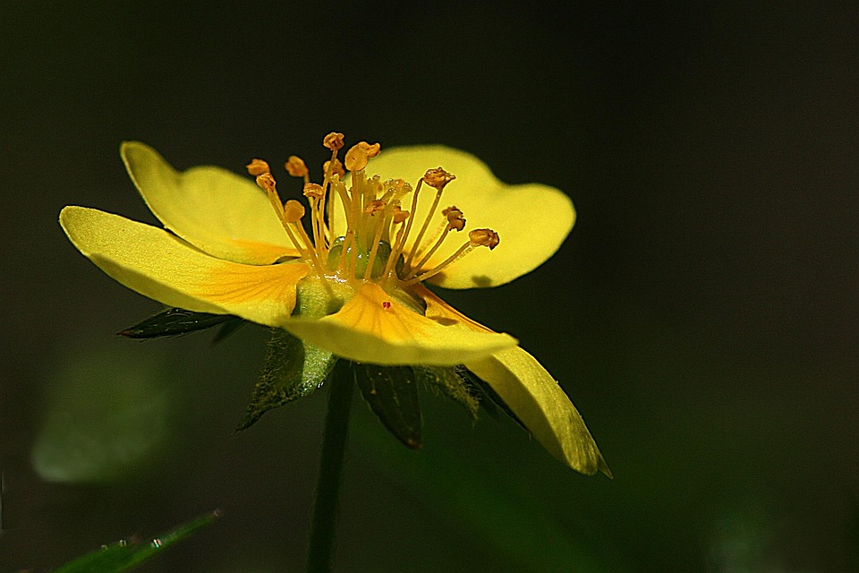 Buttercup Flower Plant Meadow - Free photo on Pixabay