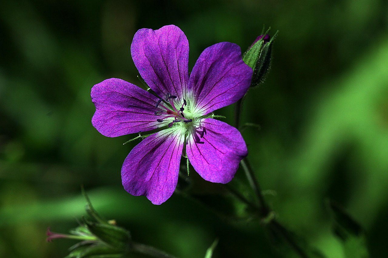 Cranesbill Flower Plant - Free photo on Pixabay