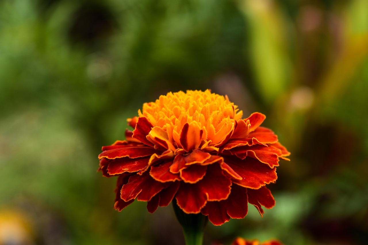 Alam Bunga Tanaman - Foto gratis di Pixabay - Pixabay