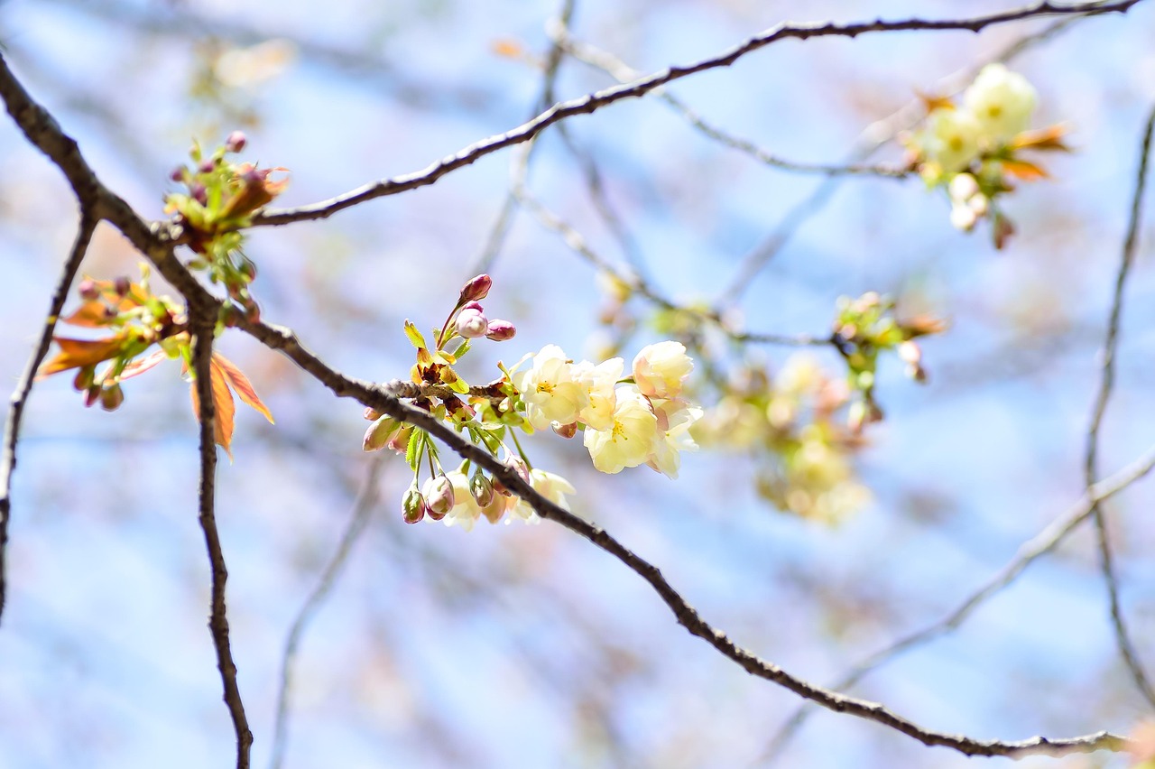 Flores Natural Cereza - Foto gratis en Pixabay - Pixabay