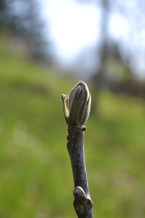 La Nature Gemmes Printemps - Photo gratuite sur Pixabay - Pixabay
