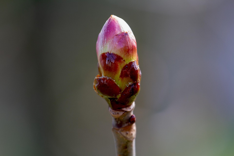 Flower Bud Maple Nature - Free photo on Pixabay