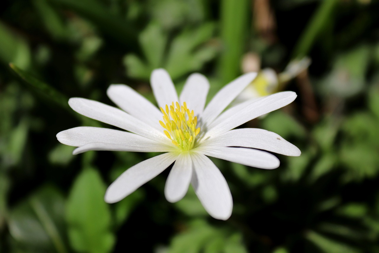 Anémona Naturaleza Flor - Foto gratis en Pixabay - Pixabay