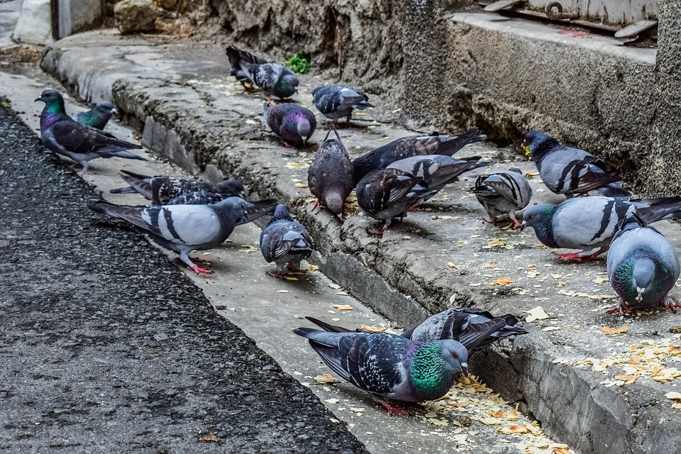 Street Old City Birds - Free photo on Pixabay - Pixabay