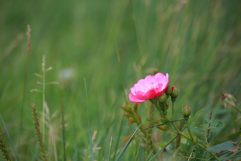 Nature Été Fleur En Plein - Photo gratuite sur Pixabay