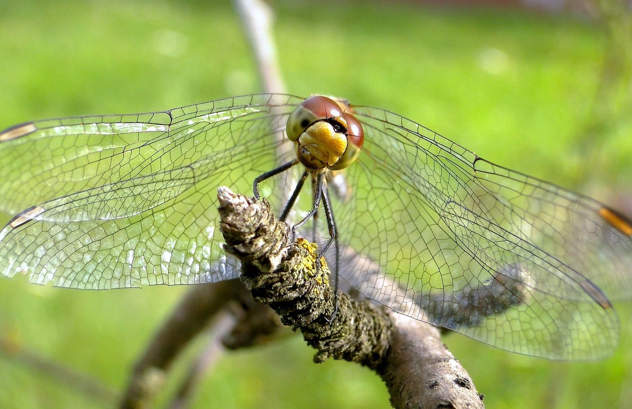 Szablak Yellow Female Dragonflies - Free photo on Pixabay - Pixabay