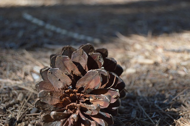 Nature Dried Open Air - Free photo on Pixabay - Pixabay