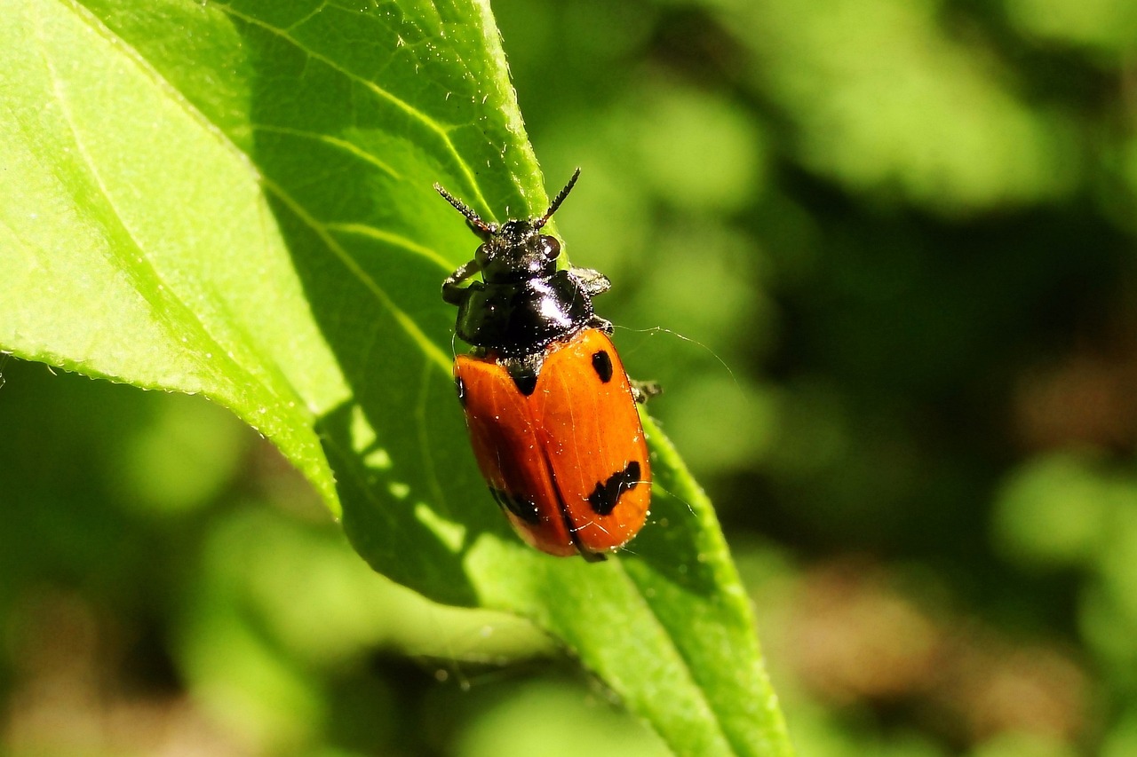 Nature No One Insect - Free photo on Pixabay - Pixabay