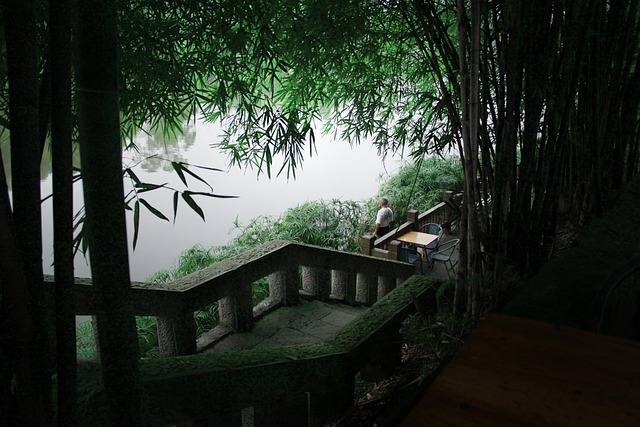 Wood Waters Tree - Free photo on Pixabay