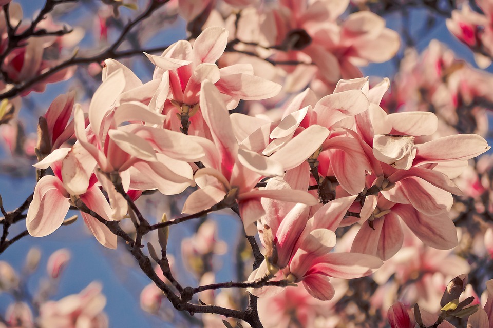 Flower Plant Nature - Free photo on Pixabay