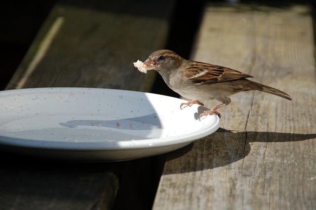 Bird Sparrow At Home - Free photo on Pixabay - Pixabay