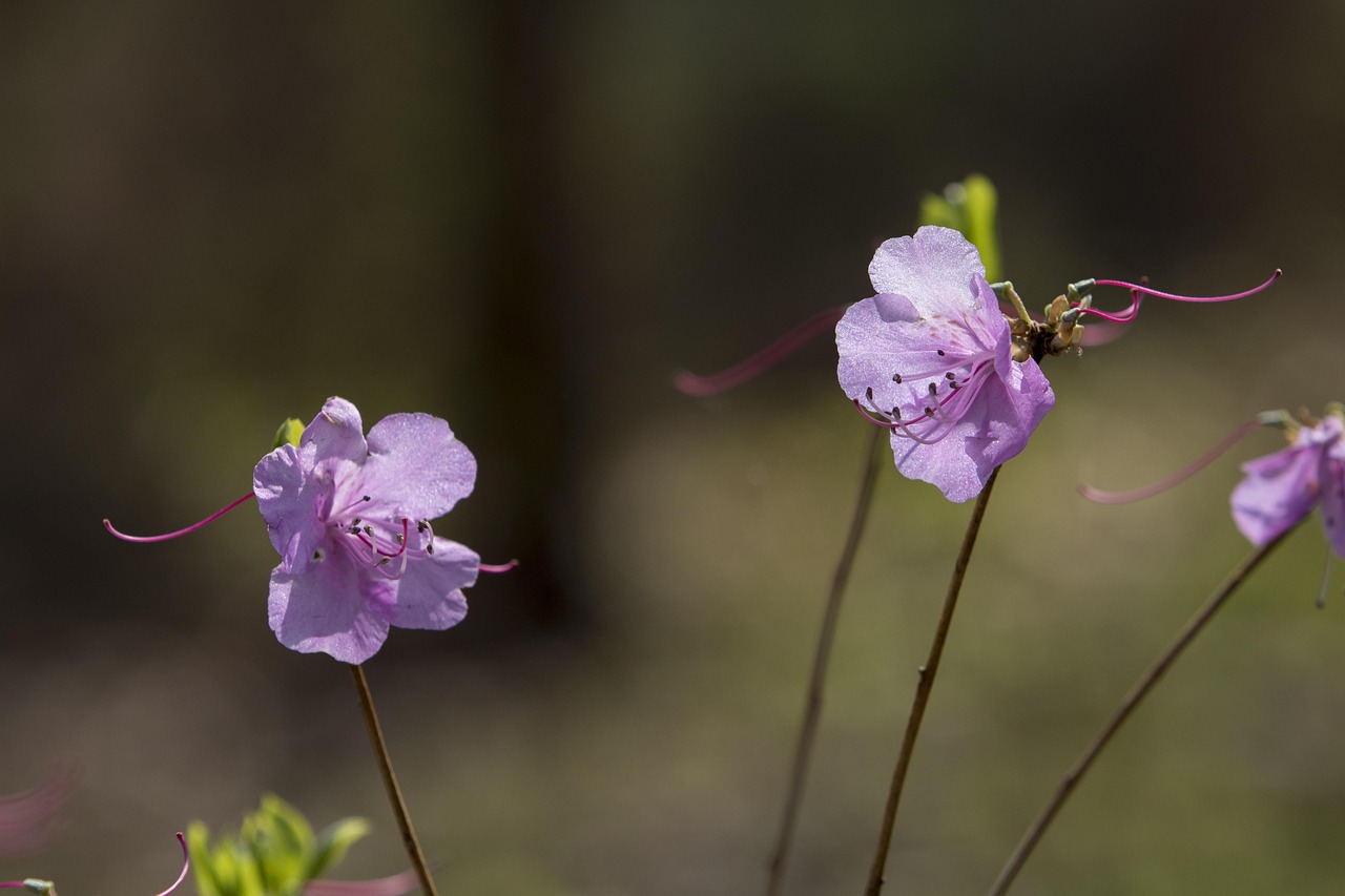 Nature Flower Plant - Free photo on Pixabay