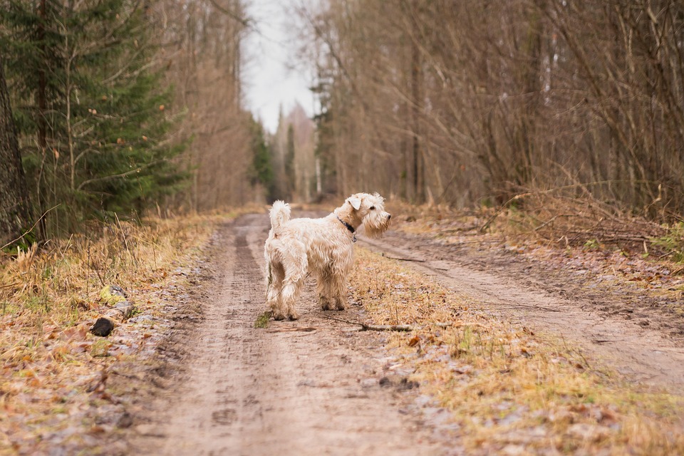 Animal Dog Road - Free photo on Pixabay