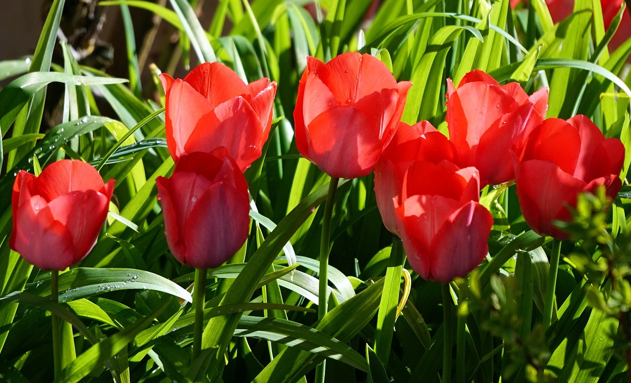 La Nature Jardin Tulipe - Photo gratuite sur Pixabay - Pixabay