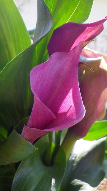 Natur Anlegget Blad Planter - Gratis foto på Pixabay - Pixabay