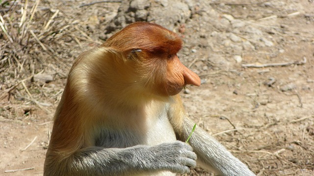 20+ kostenlose Nasenaffen und Affe-Bilder - Pixabay