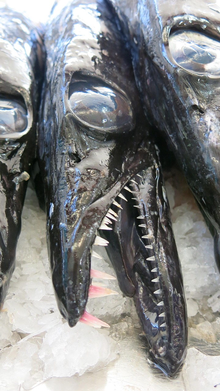 30,000+ Free Black Scabbard Fish & Fish Images - Pixabay