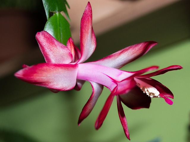 Blomstre Plante Kaktus - Gratis foto på Pixabay - Pixabay
