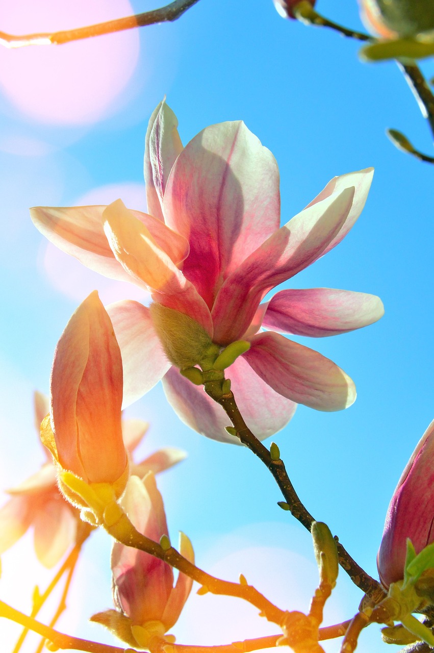 300+ Free Tulip Trees & Nature Images - Pixabay
