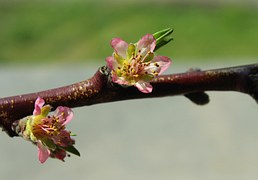 Lesotho Round Hut Peach Blossom - Free photo on Pixabay