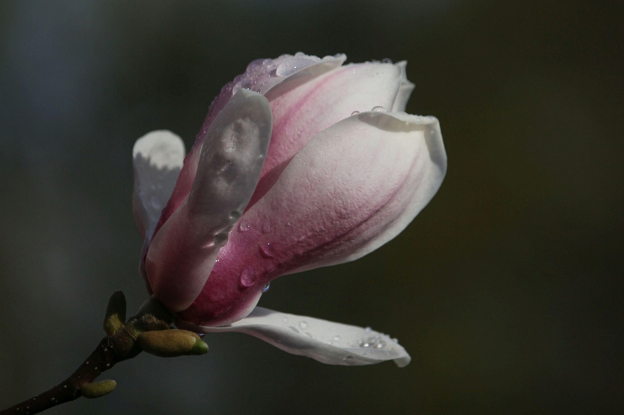 Magnolia Blossom Bloom - Free photo on Pixabay