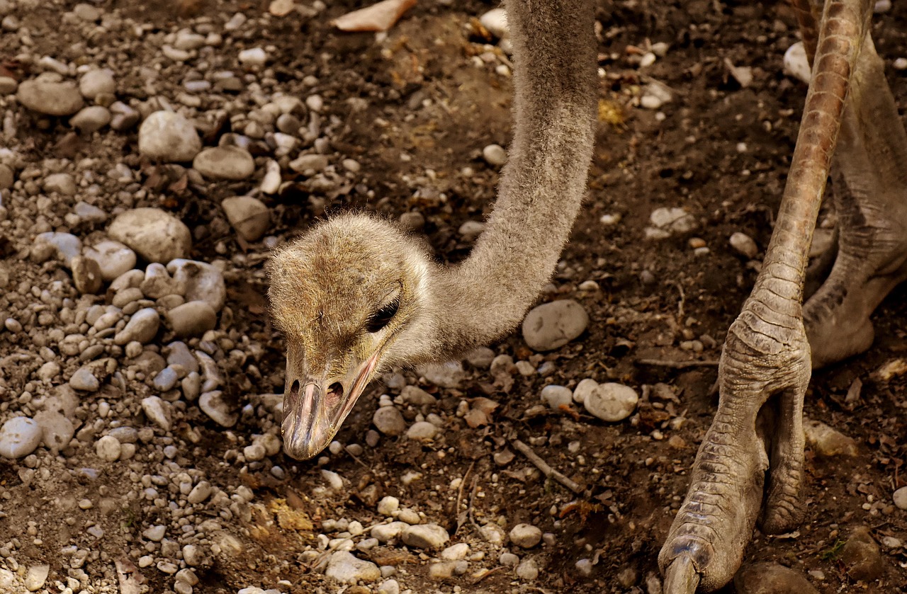 Burung Unta Imut - Foto gratis di Pixabay - Pixabay
