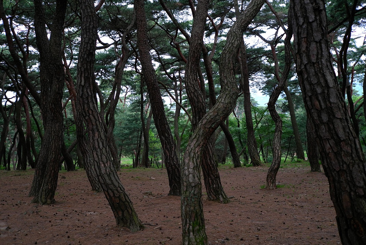 Tree Scenery Nature - Free photo on Pixabay - Pixabay