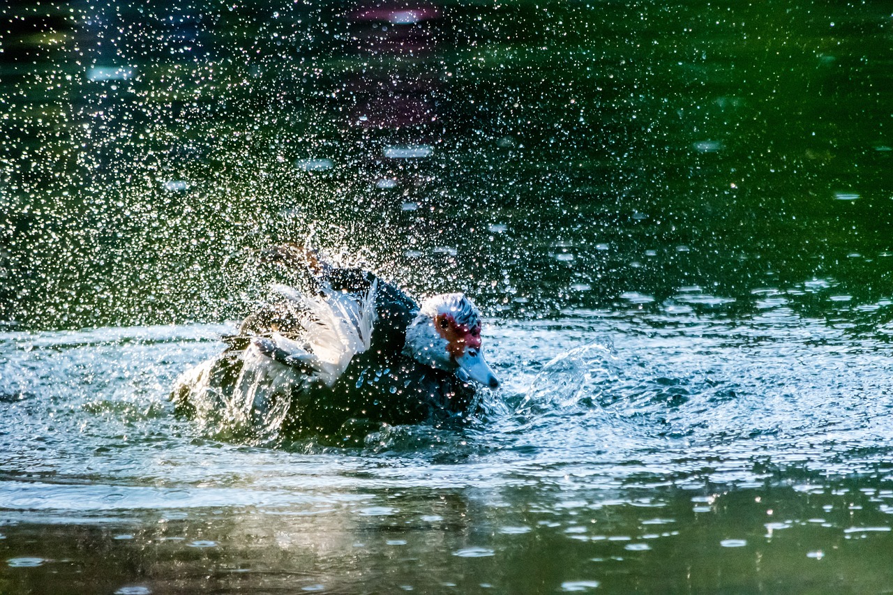 Water Nature Wet - Free photo on Pixabay - Pixabay
