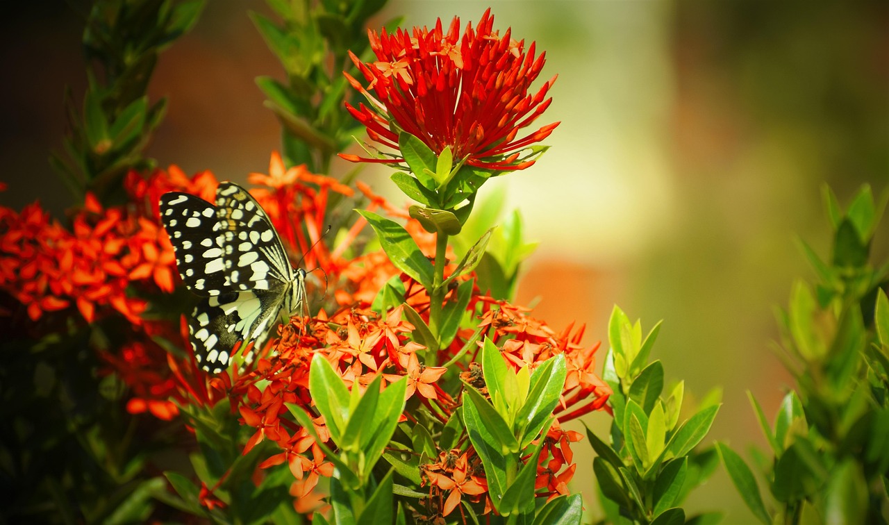 Nature Fleur Flore - Photo gratuite sur Pixabay - Pixabay