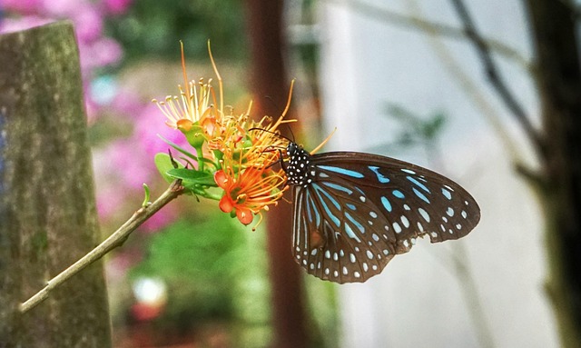 Papillon Alimentation Plantes - Photo gratuite sur Pixabay - Pixabay