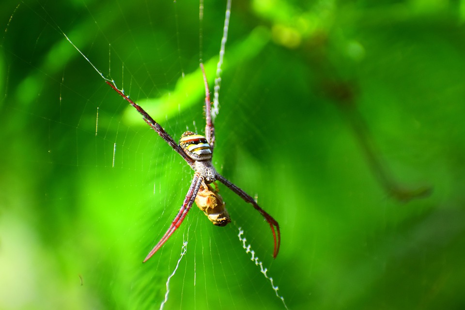 Nature Insecte En Plein Air - Photo gratuite sur Pixabay - Pixabay
