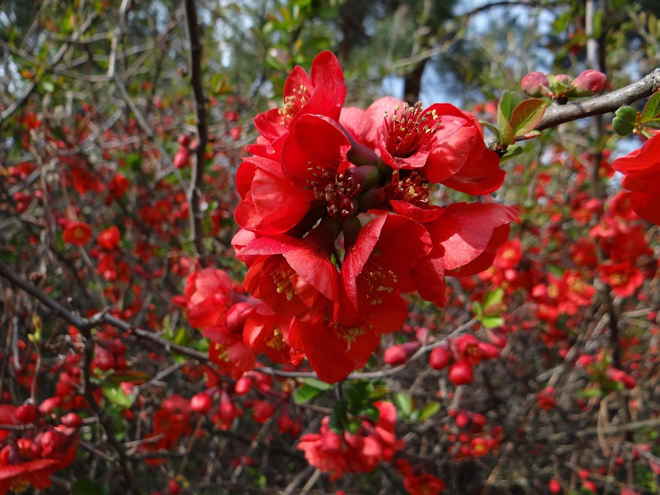 Nature Bush Plant - Free photo on Pixabay - Pixabay