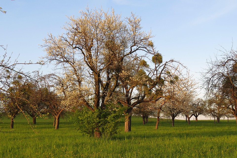 Baum Landschaft Natur - Kostenloses Foto auf Pixabay - Pixabay