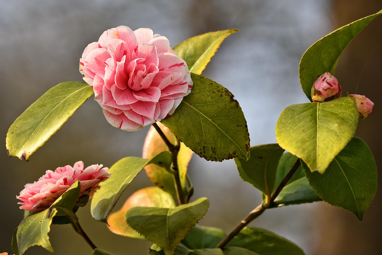 Azalea Flower Shrub - Free photo on Pixabay