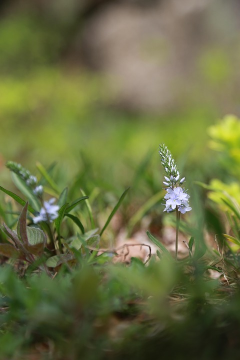 Nature Plante Fleur En Plein - Photo gratuite sur Pixabay - Pixabay