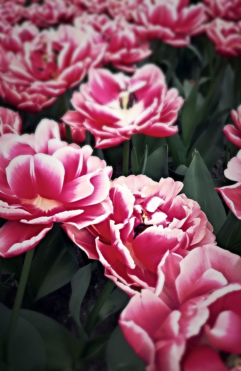Plantar Flor Natureza - Foto gratuita no Pixabay - Pixabay