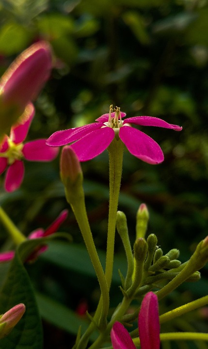 Nature Fleur Flore En Plein - Photo gratuite sur Pixabay - Pixabay
