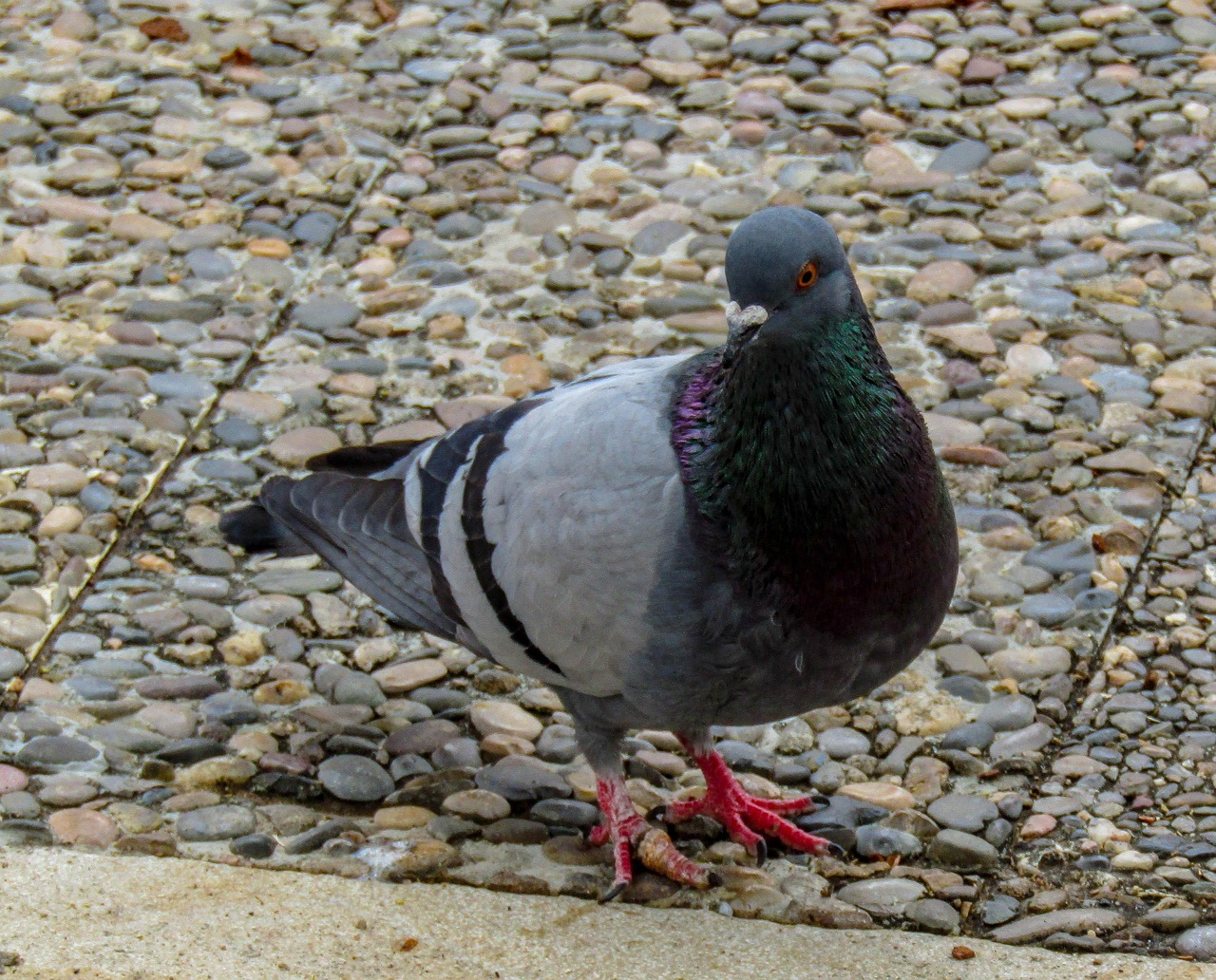 Des Oiseaux Columbidae La Nature - Photo gratuite sur Pixabay - Pixabay