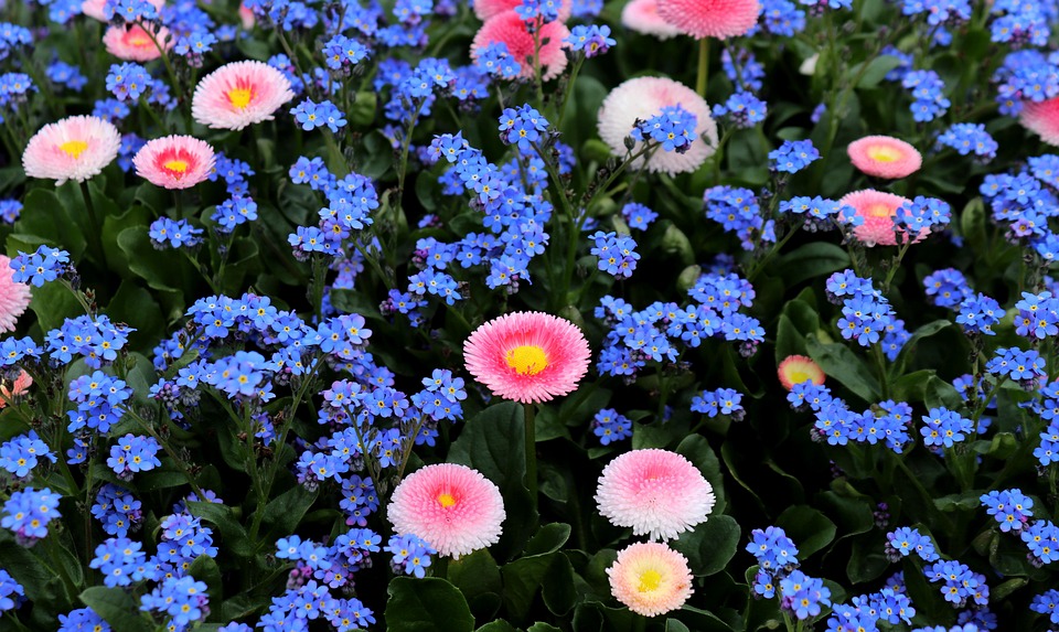 Forget Me Not Daisy Nature - Free photo on Pixabay