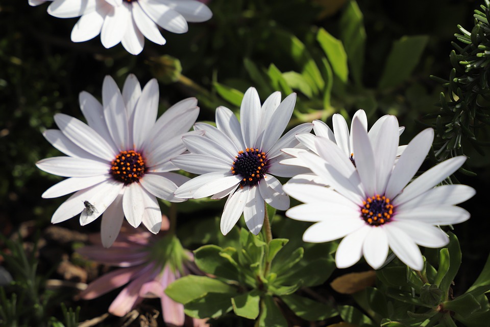 Flower Plant Nature - Free photo on Pixabay