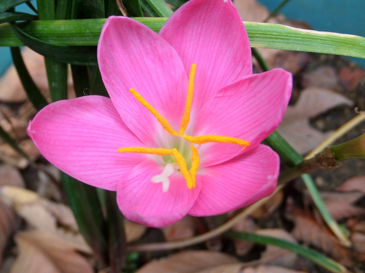 5+ Free Best Flower Photos & Full Hd Images - Pixabay