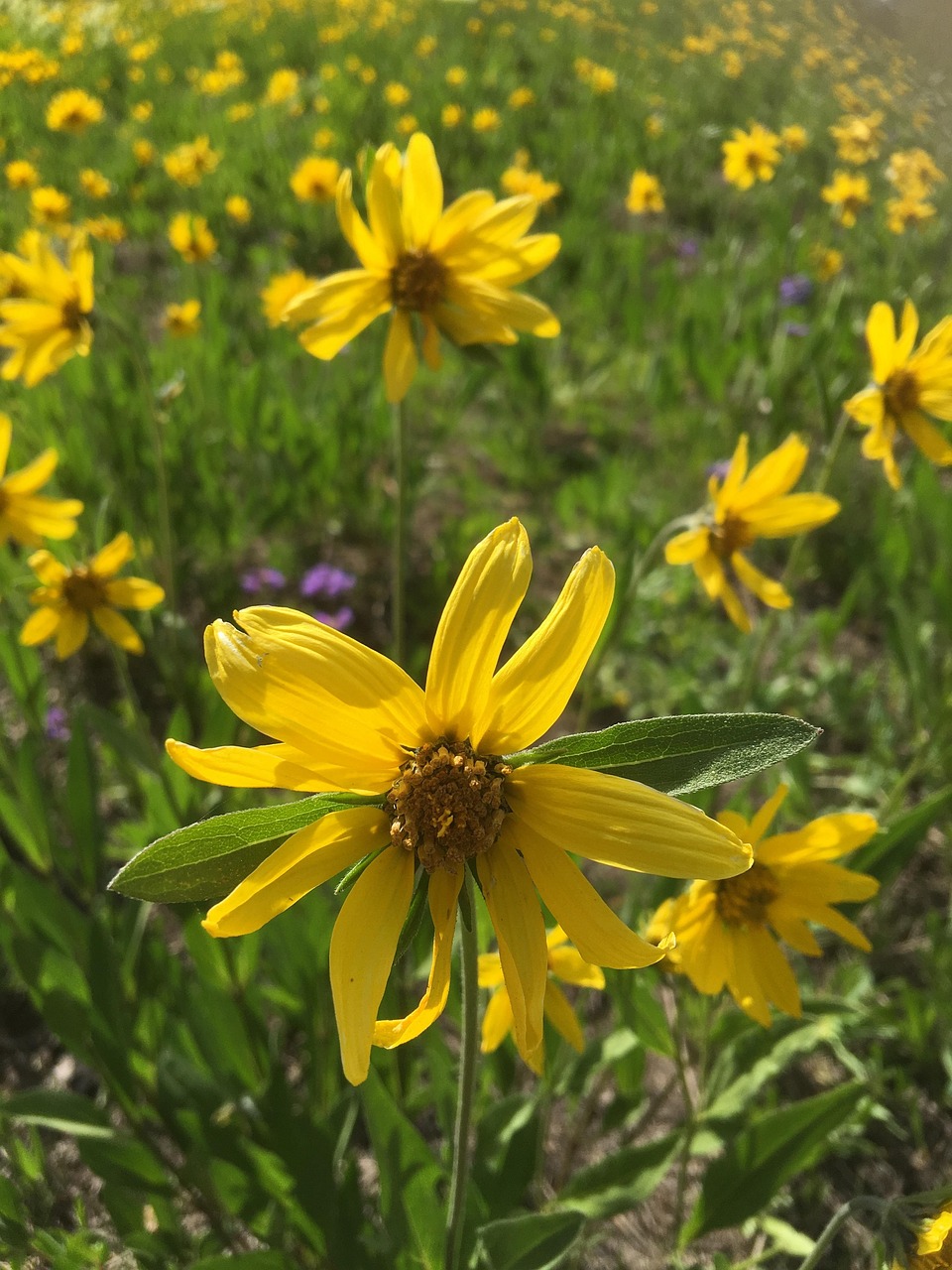 Nature Flower Summer Free Photo On Pixabay Pixabay