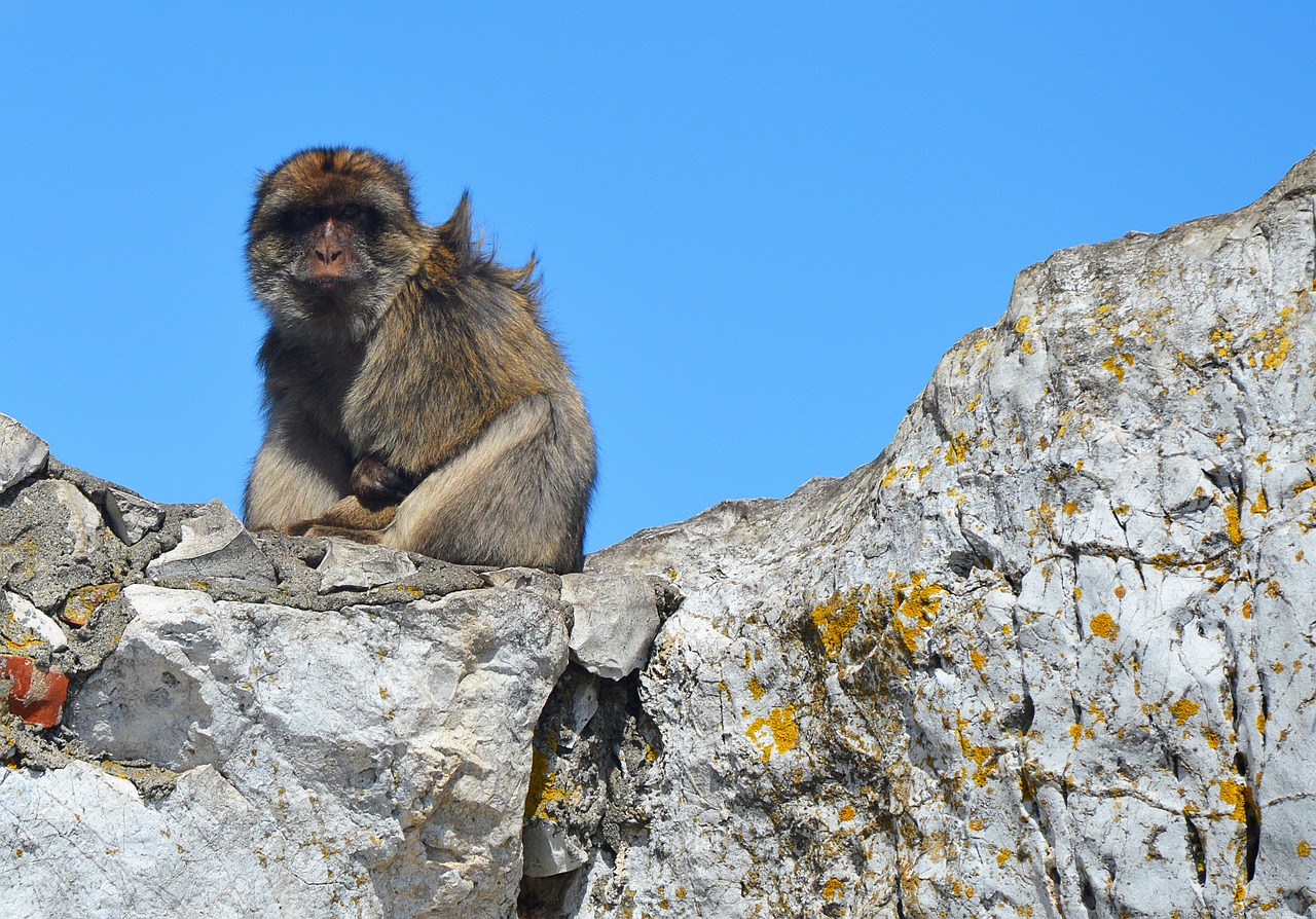 Barbary Macaque Monkey Rock - Free photo on Pixabay - Pixabay