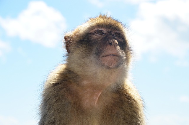 Berberapen Monkey Rock Gibraltar - Gratis foto op Pixabay - Pixabay