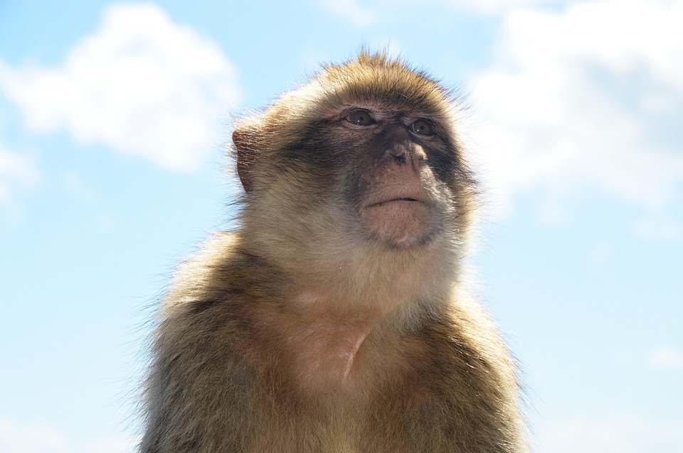 Barbary Macaque Monkey Rock - Free photo on Pixabay - Pixabay