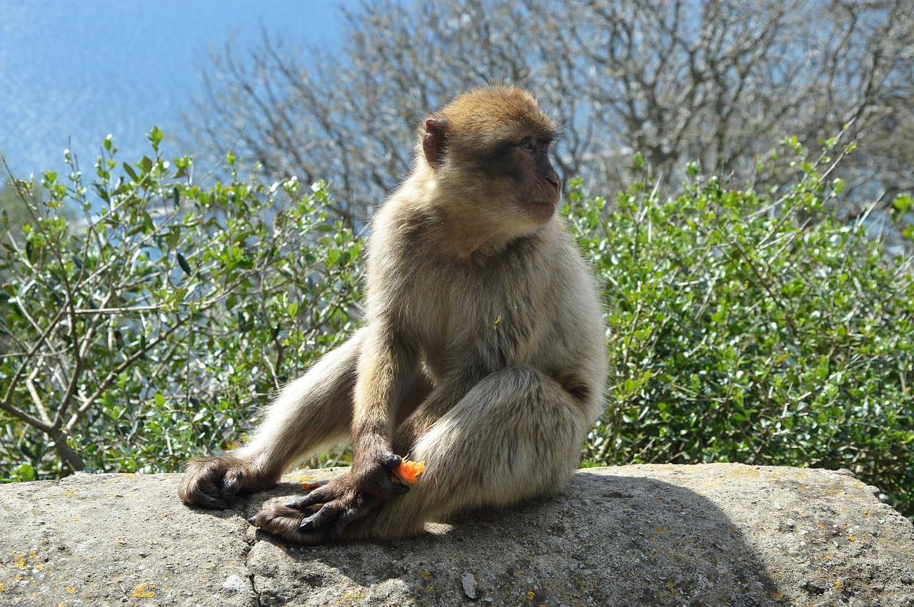 Macaco Barbary Rocha - Foto gratuita no Pixabay