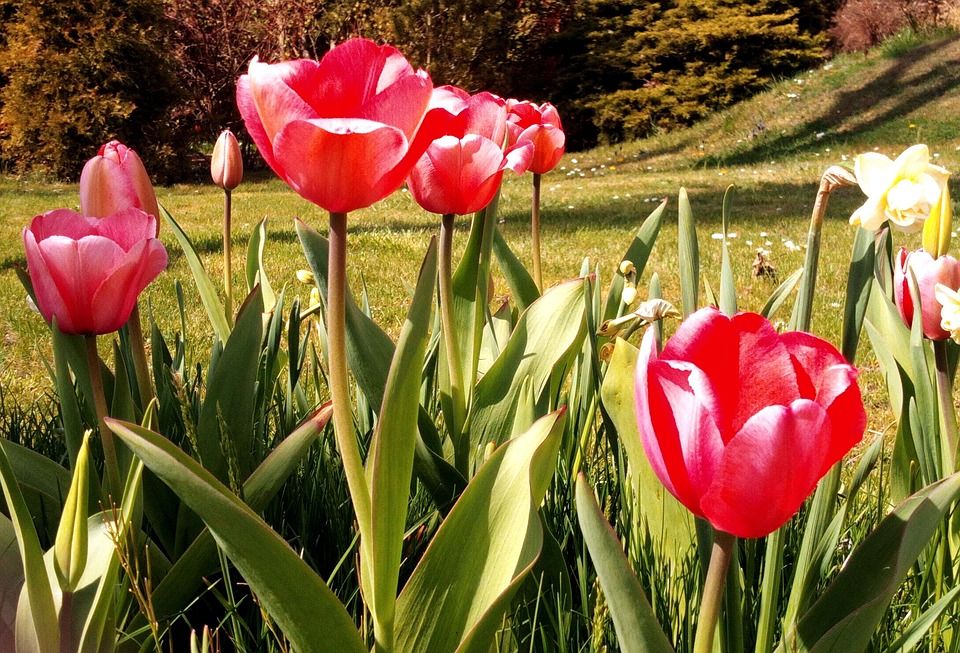 Tulipe Fleur Nature - Photo gratuite sur Pixabay - Pixabay