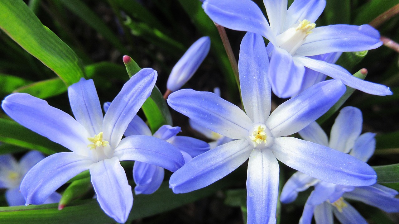 Estrella Jacinto Flor Flora - Foto gratis en Pixabay - Pixabay