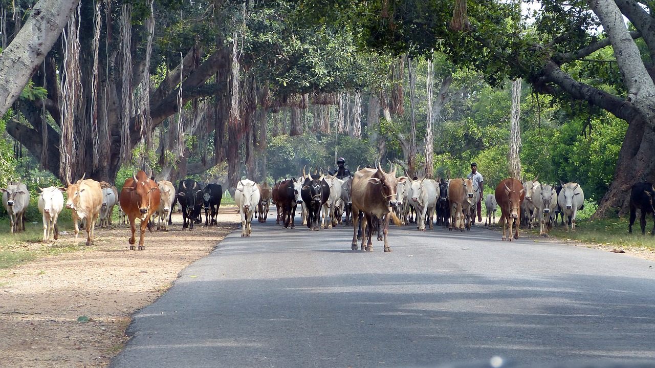 90+ Free Cow India & India Images - Pixabay